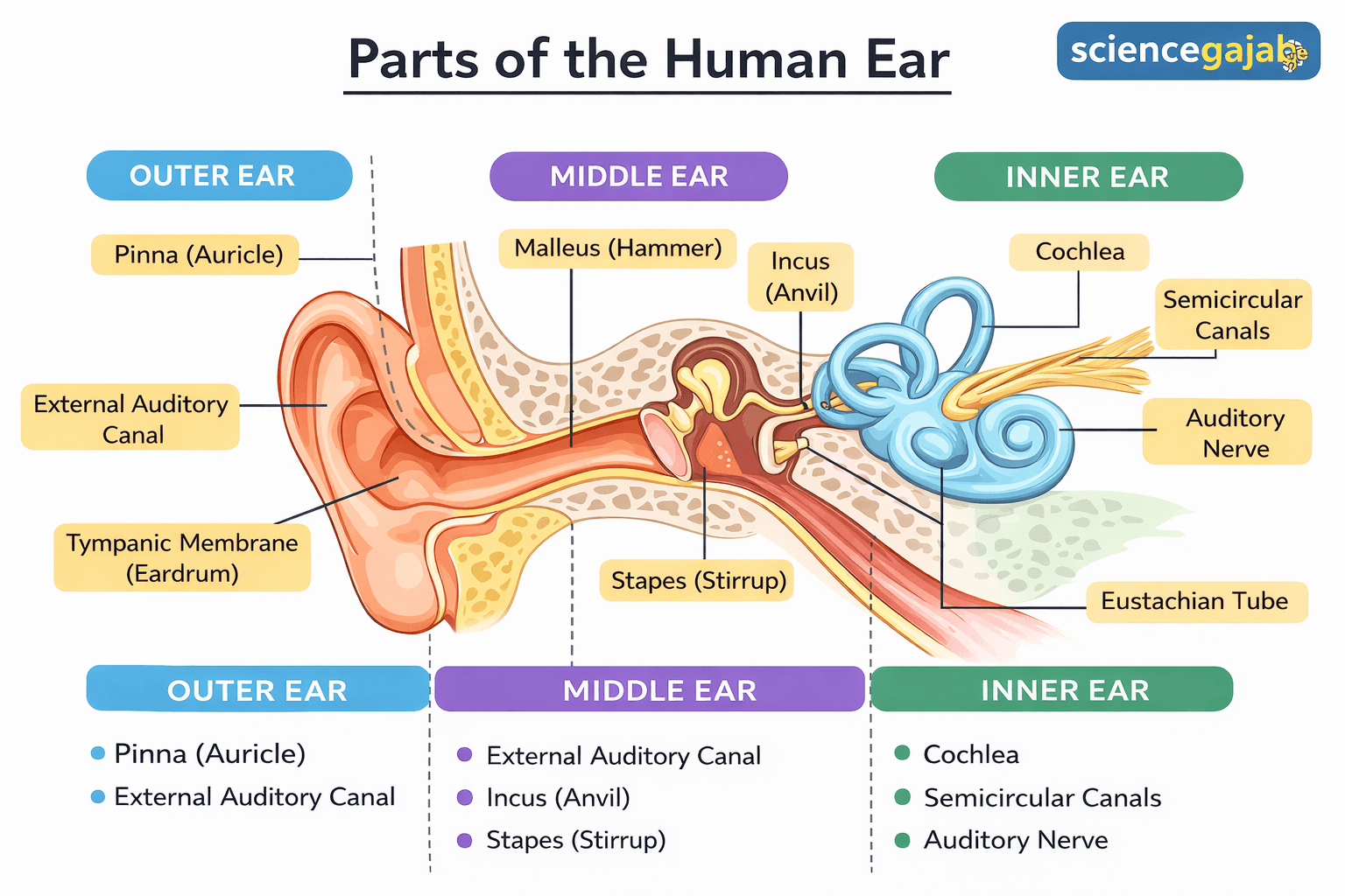 Parts of Ear and Their Functions (Simple Diagram Explained) - sciencegajab