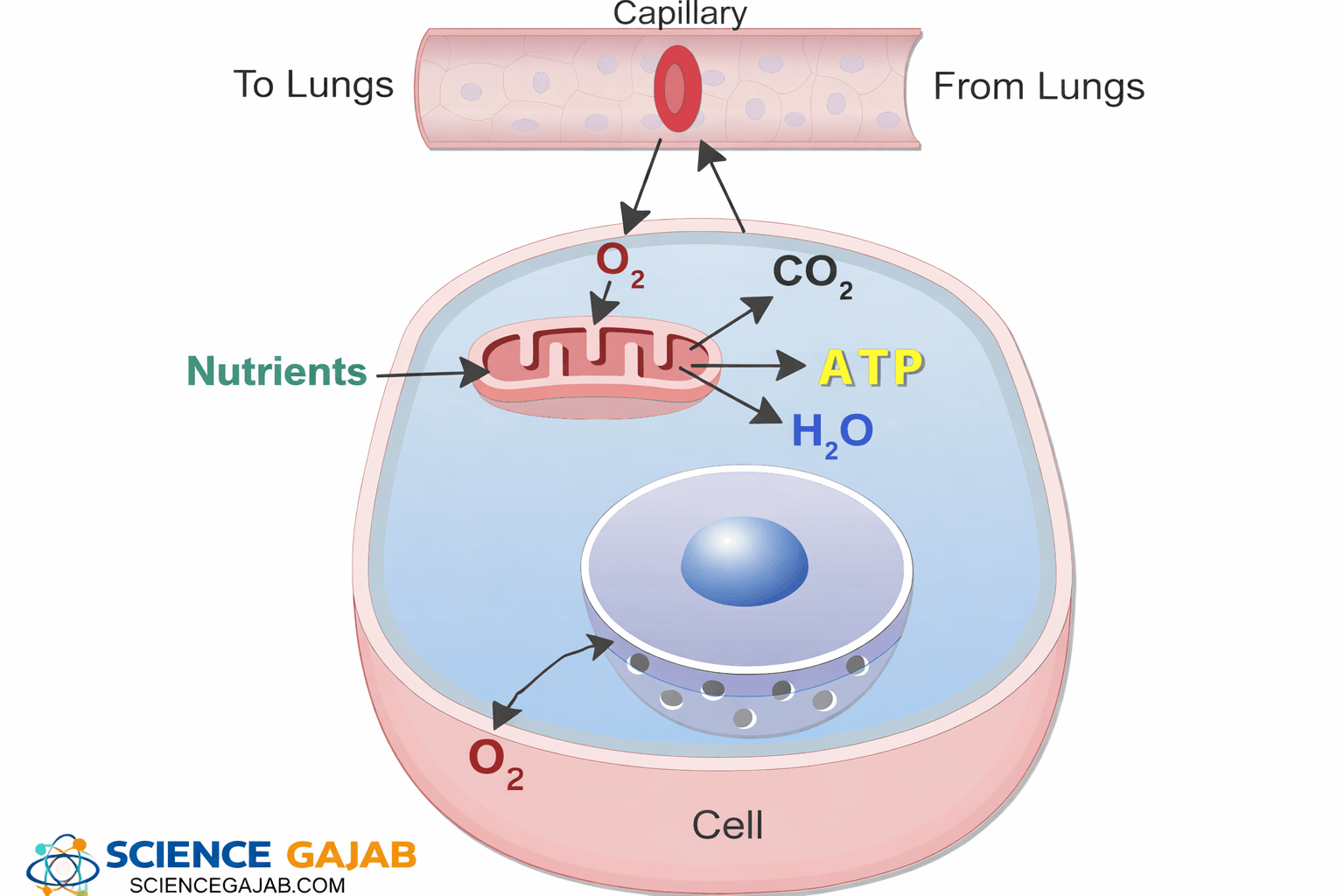 Why Oxygen Is Important for Cells (Simple Explanation) - sciencegajab