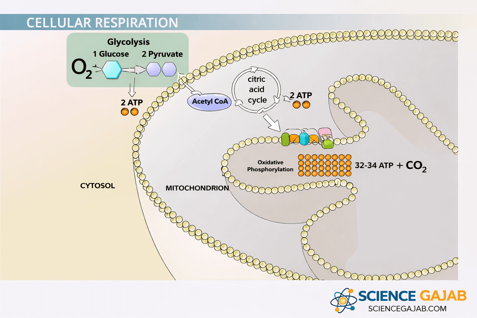 Why Oxygen Is Important for Cells (Simple Explanation) - sciencegajab