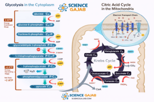 Why Oxygen Is Important for Cells (Simple Explanation) - sciencegajab