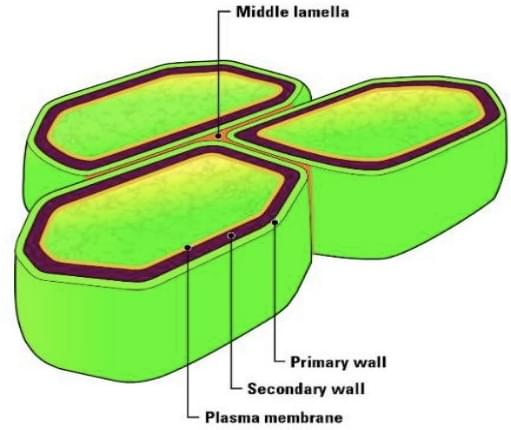 Basic unit of Life - sciencegajab